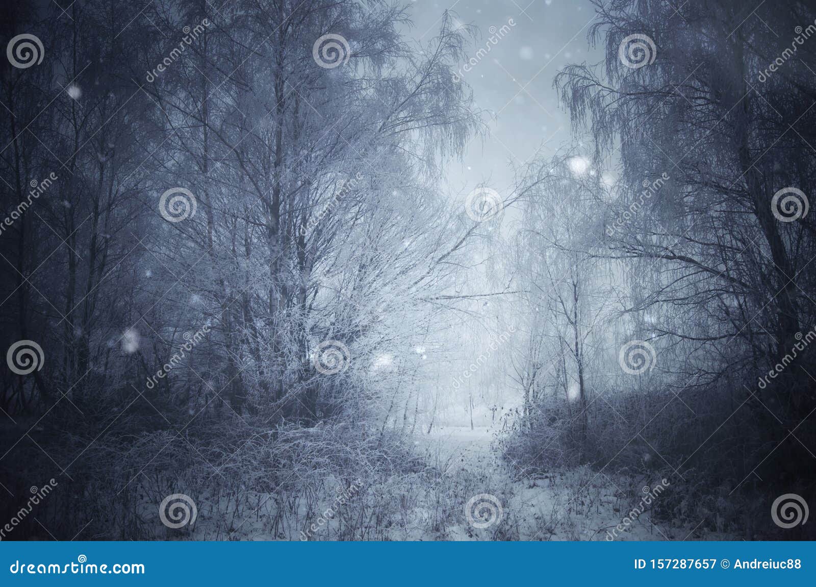 Path through Winter Woods with Snow Flakes Falling Stock Image - Image ...