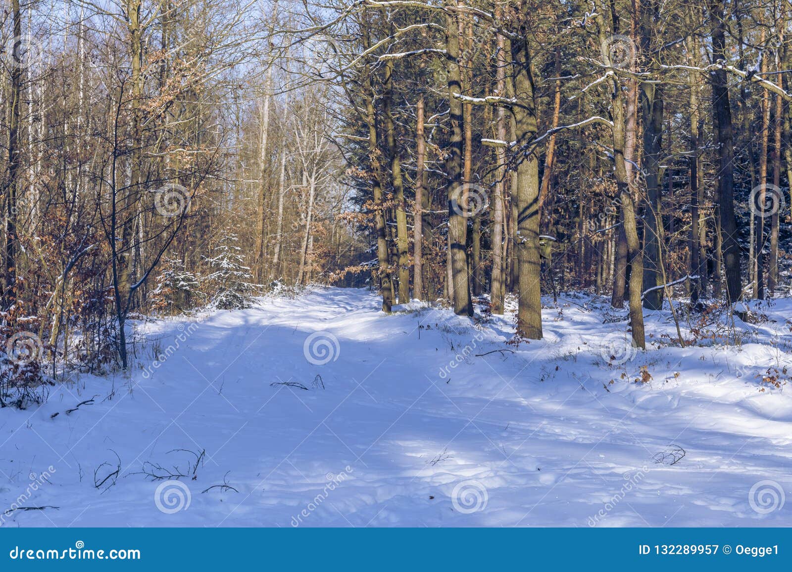 Path in wintry forest stock image. Image of wintertime - 132289957