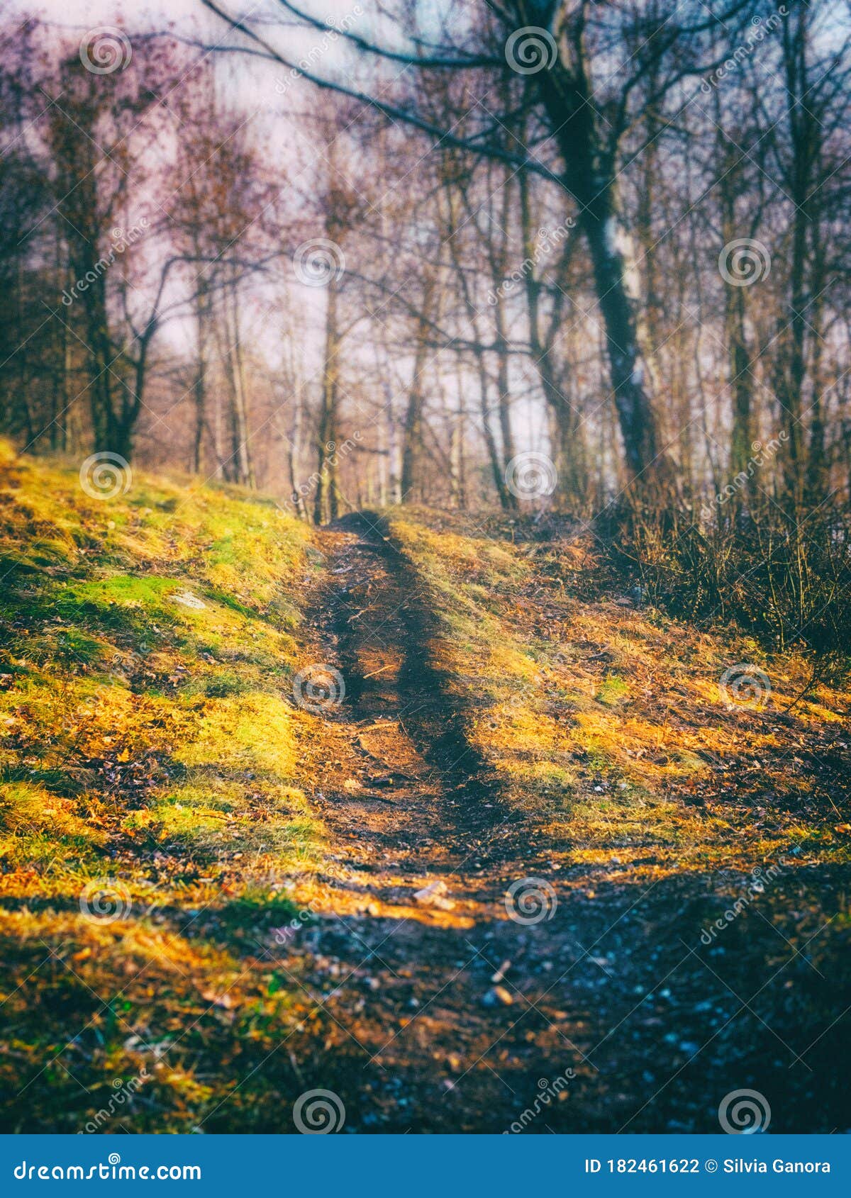 Big Barren Trees In Farm Field With Barn And Outbuildings And Cows In ...