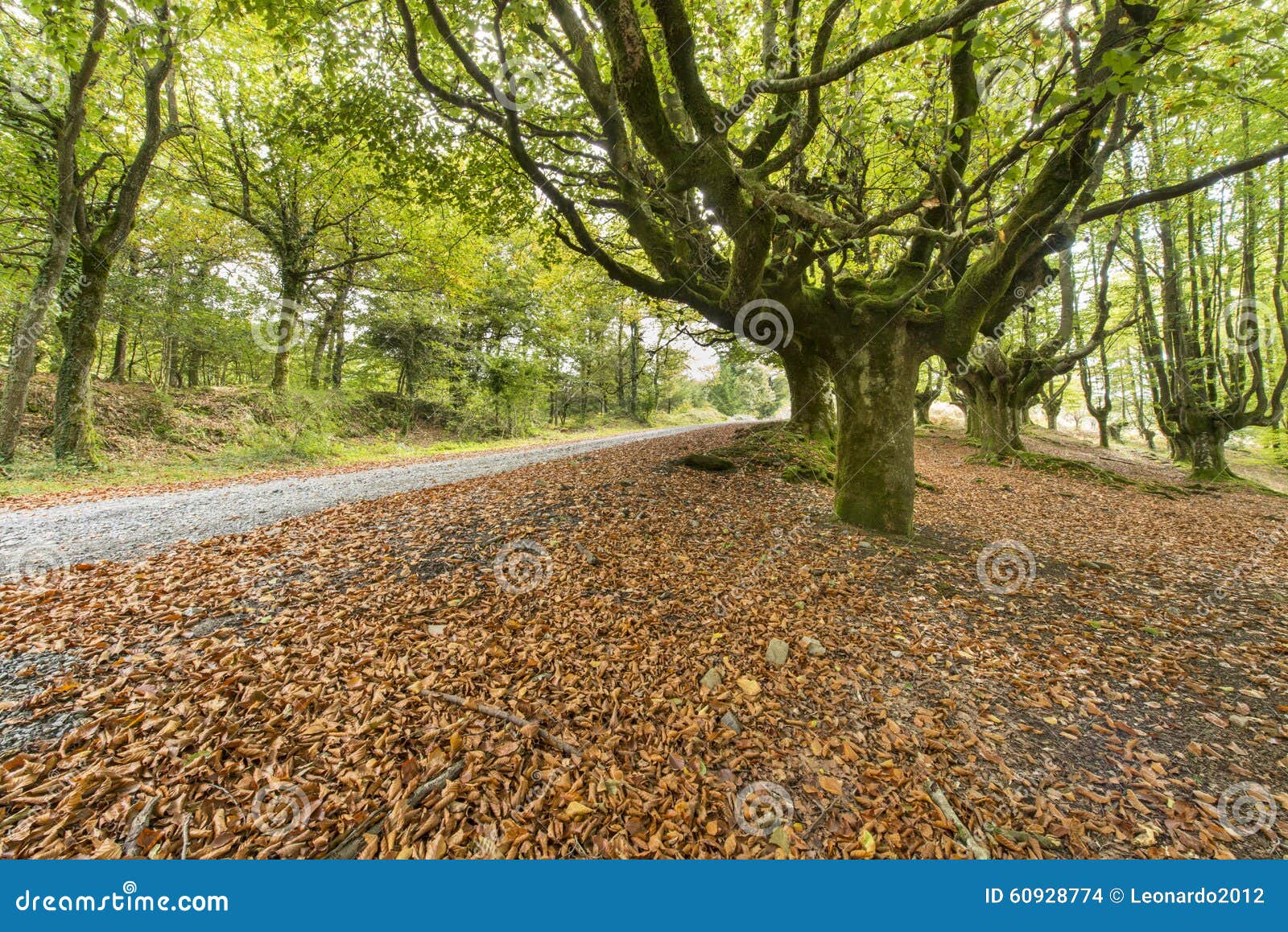 Path in the Wood Covered in Leaves, Basque Country, Spain. Stock Photo ...