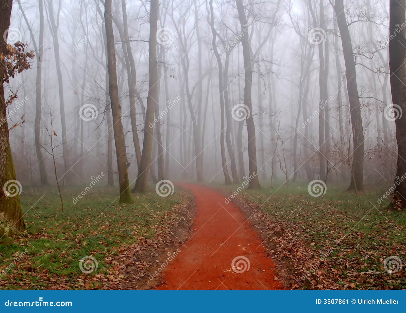 Path in a wood with fog stock image. Image of mist, hike - 3307861