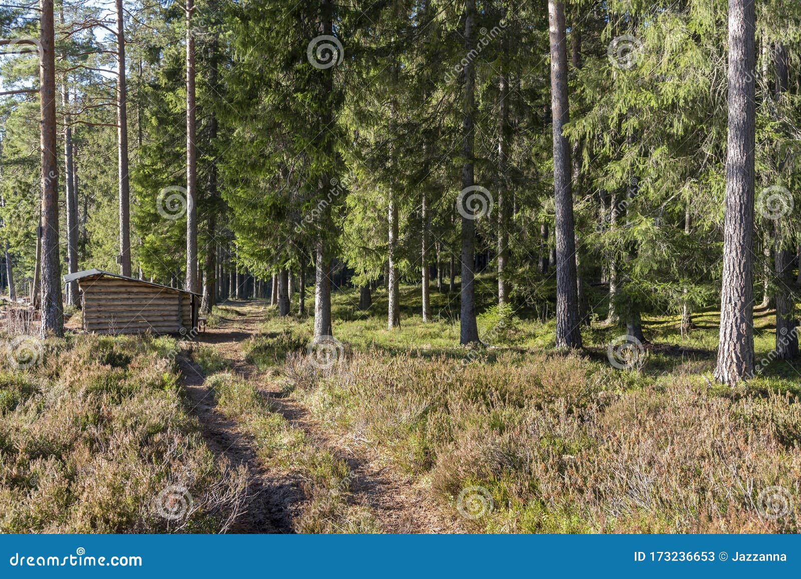 Path by Wooden Hut in Forest Stock Image - Image of outdoor ...