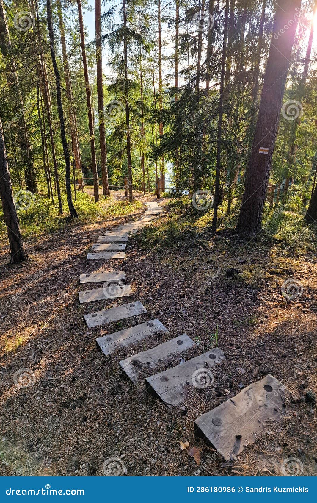 Path with Wooden Steps in Sunny Day Stock Photo - Image of plant ...