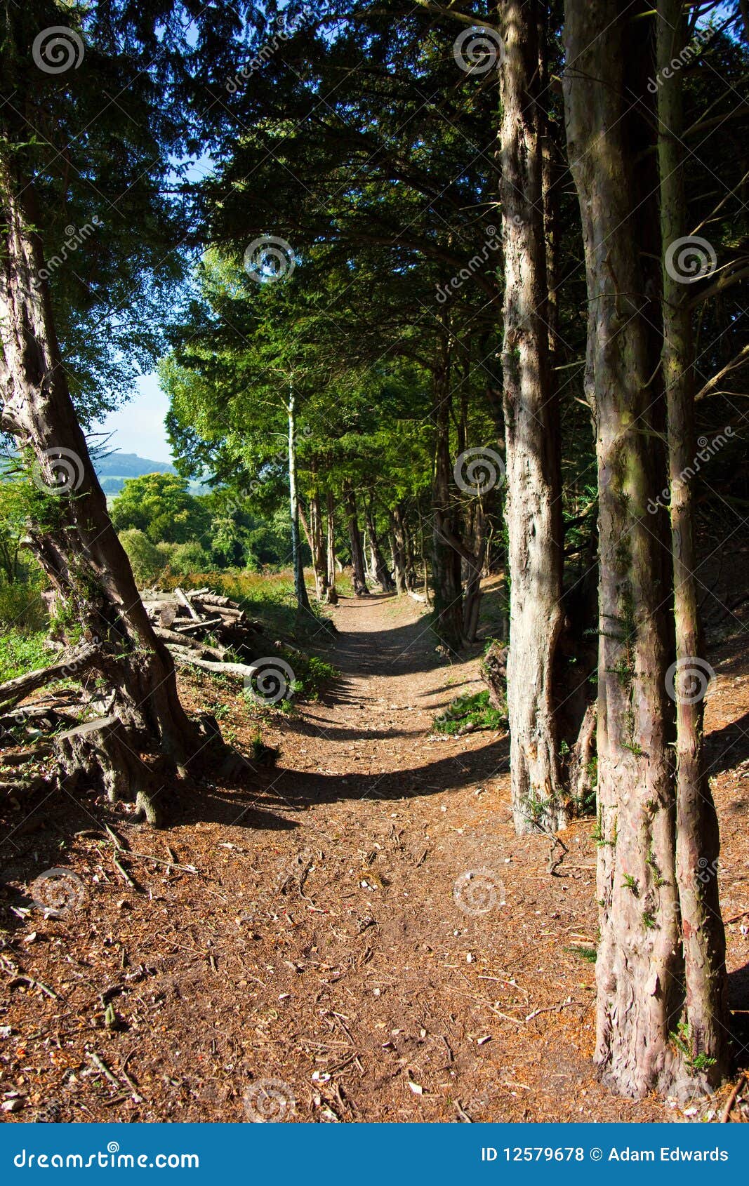 Path through Woodland in Bright Morning Light Stock Photo - Image of ...