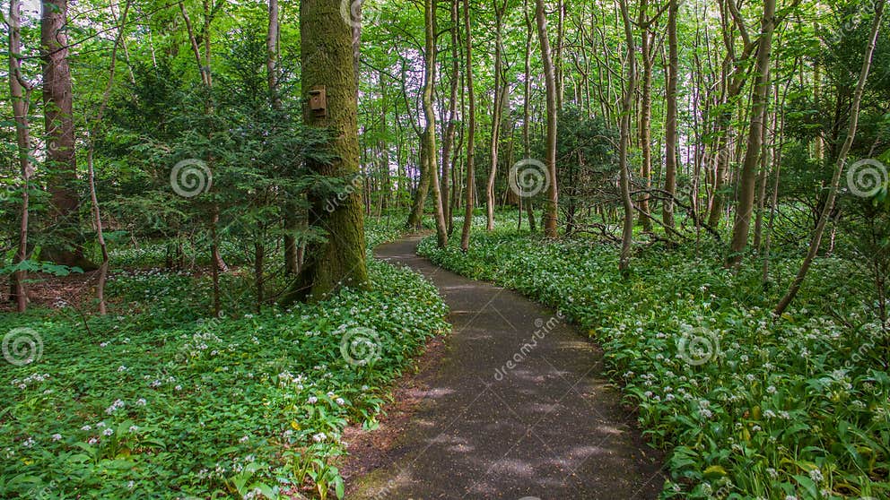 Path through a Woodland Glade. Stock Photo - Image of trail, leaf: 93184648