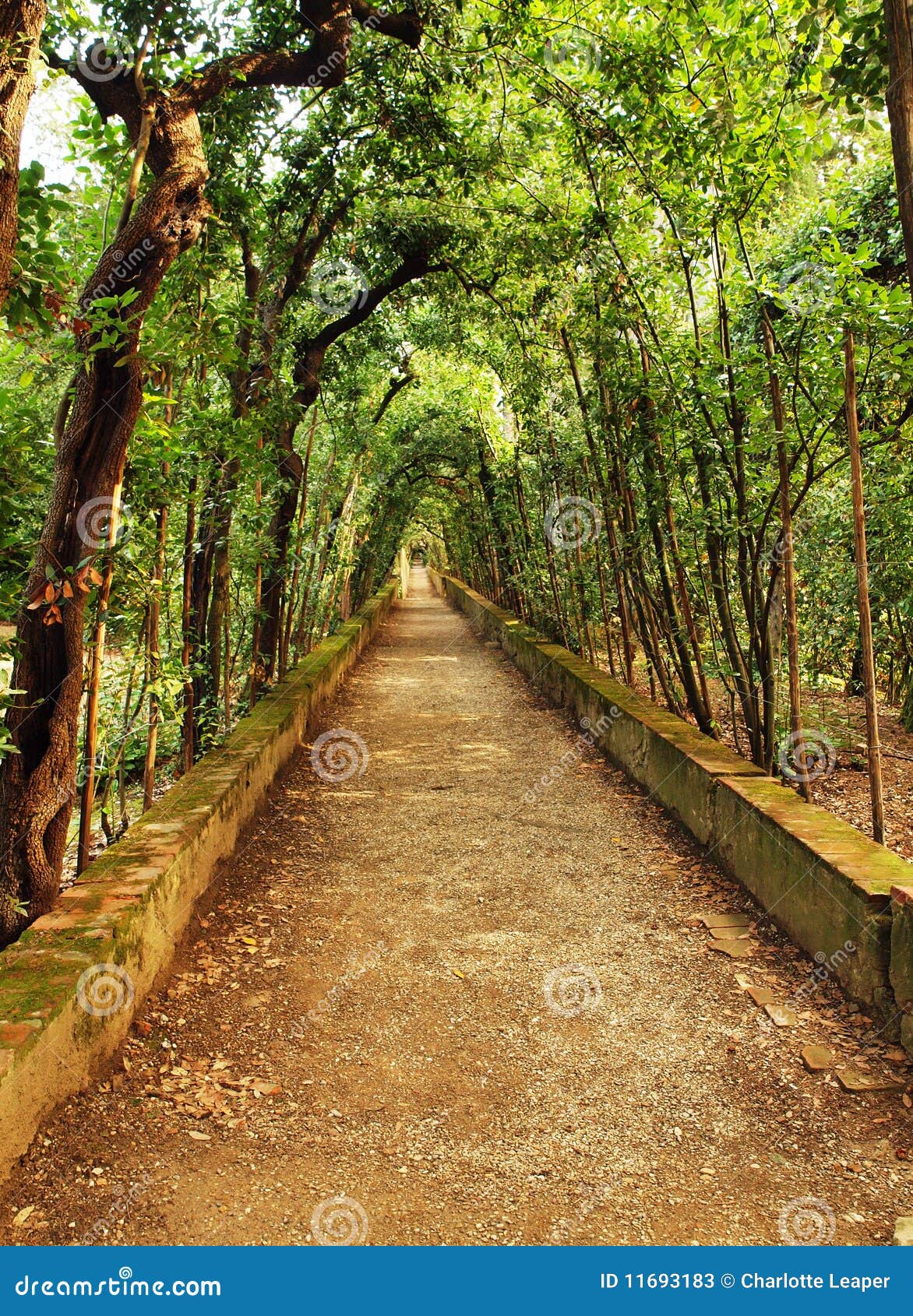 Path through Woodland and Trees Stock Image - Image of pathway, summer ...