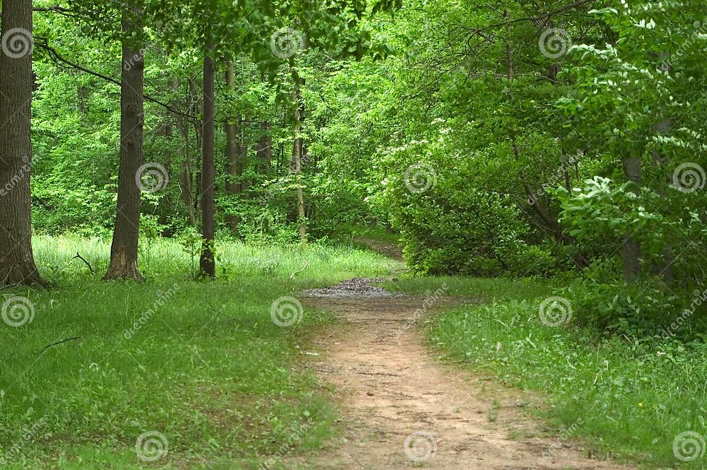 Path in the Woods stock image. Image of outdoor, trees, hiking - 3757