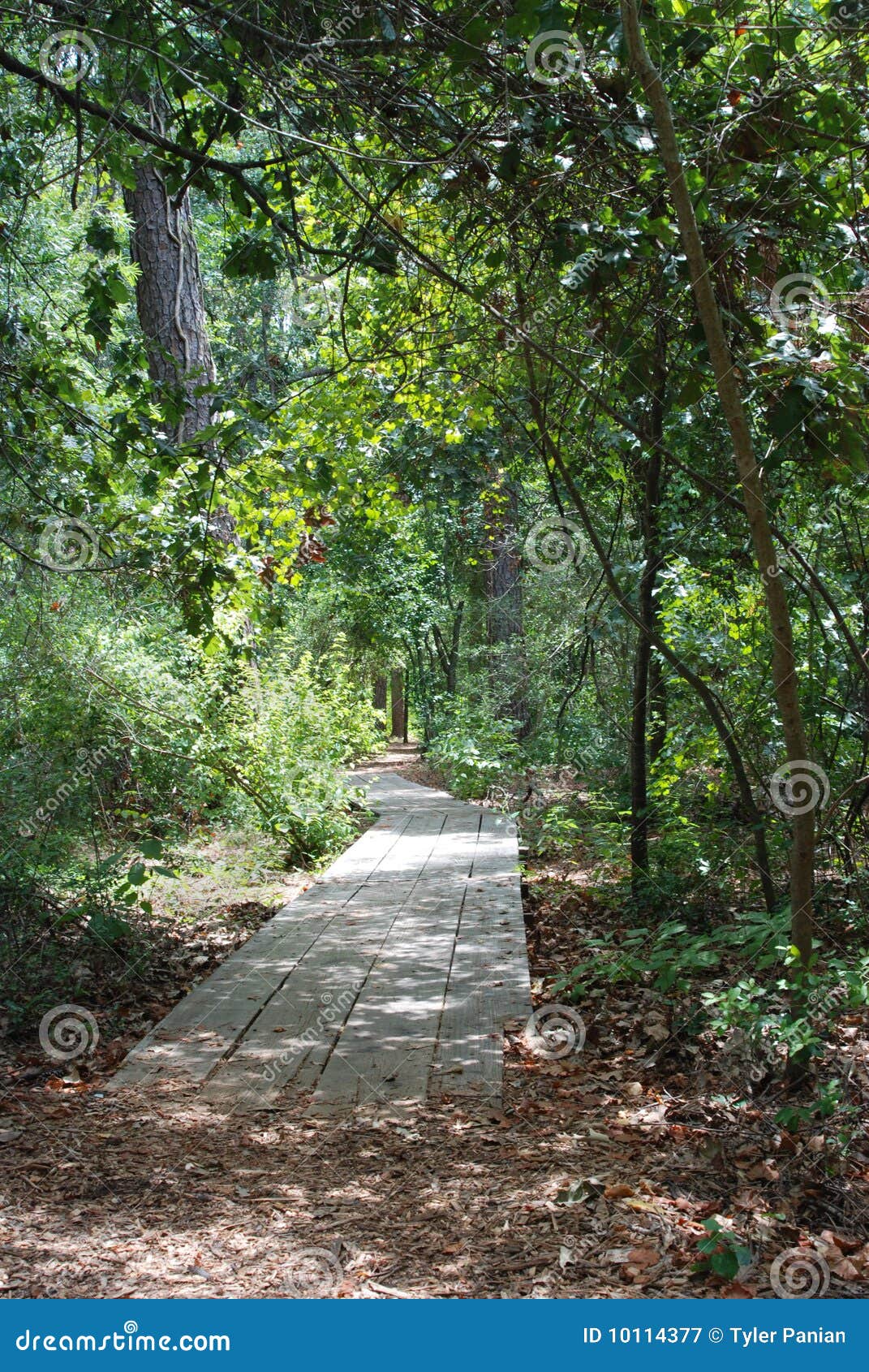 Path in the woods stock image. Image of peaceful, enchanted - 10114377