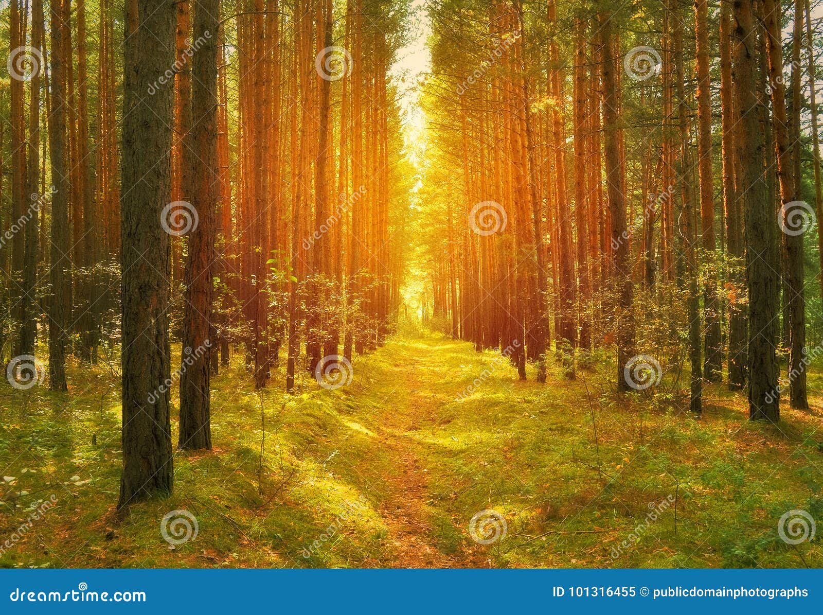 Path In The Woods Picture. Image: 101316455
