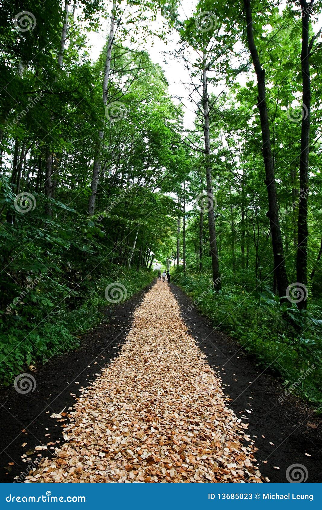 Path Through The Woods stock image. Image of peaceful - 13685023
