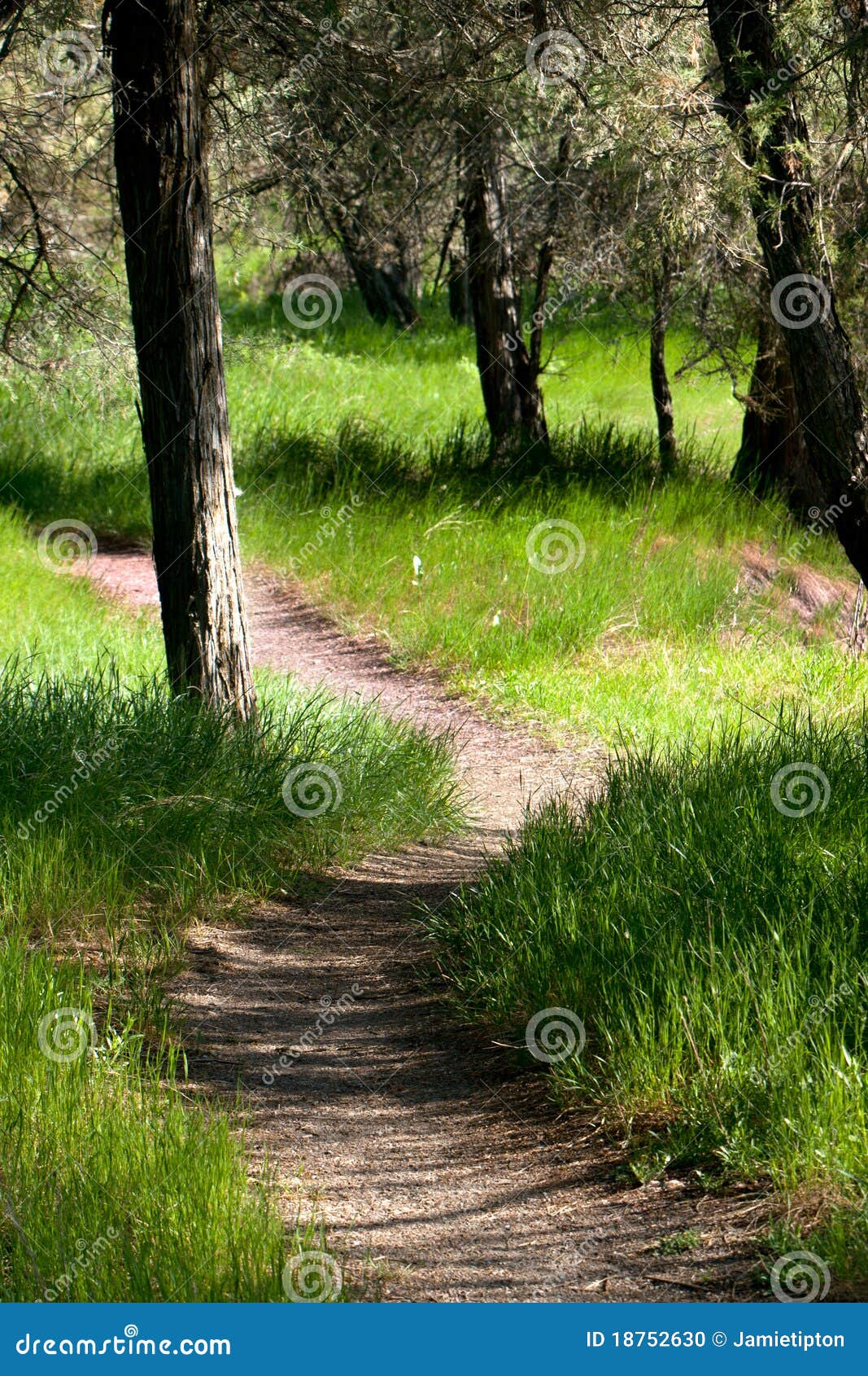 Path in the Woods stock photo. Image of forest, quiet - 18752630