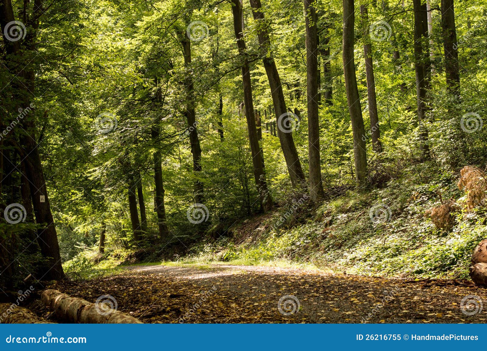 Path in the woods stock image. Image of peaceful, path - 26216755