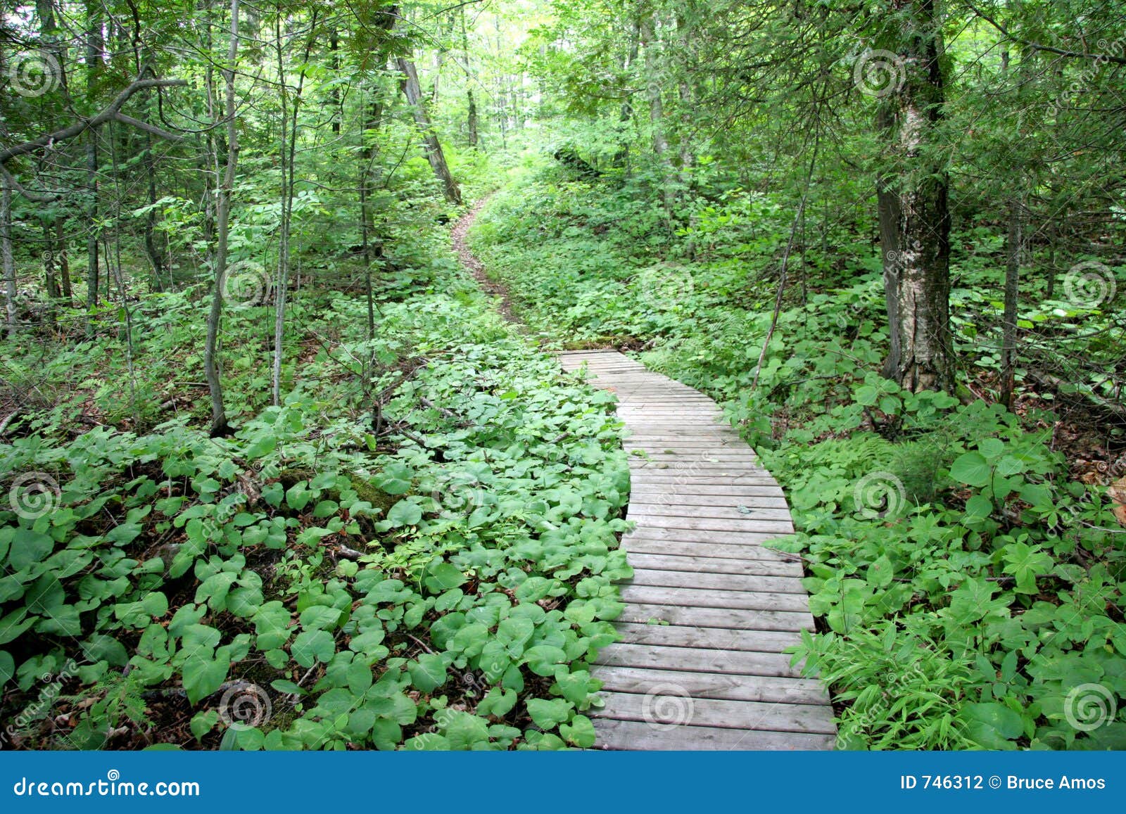 Path in the woods stock photo. Image of twigs, travelled - 746312