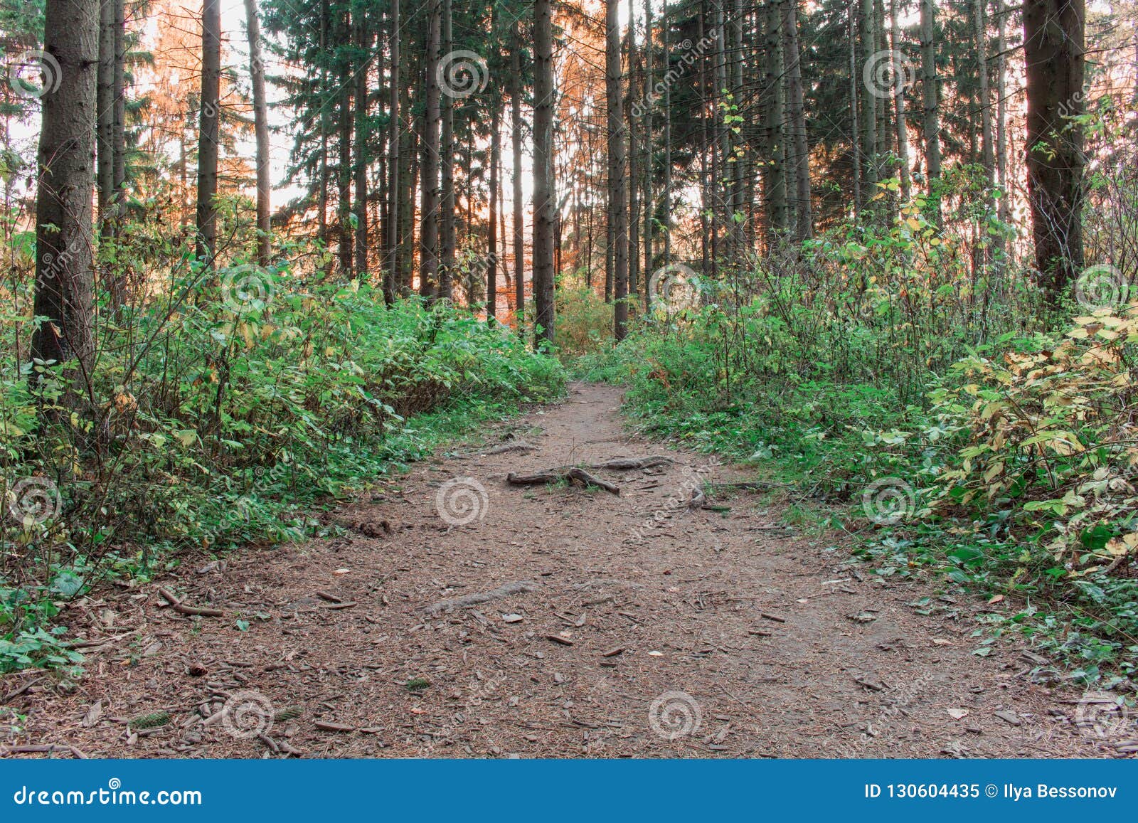 A Path in the Woods Around Tall Trees Stock Image - Image of sequoia ...