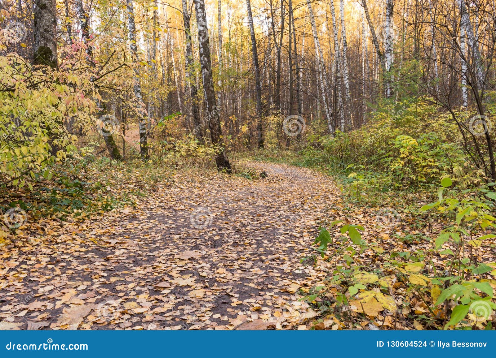 A Path in the Woods Around Tall Trees Stock Photo - Image of area ...