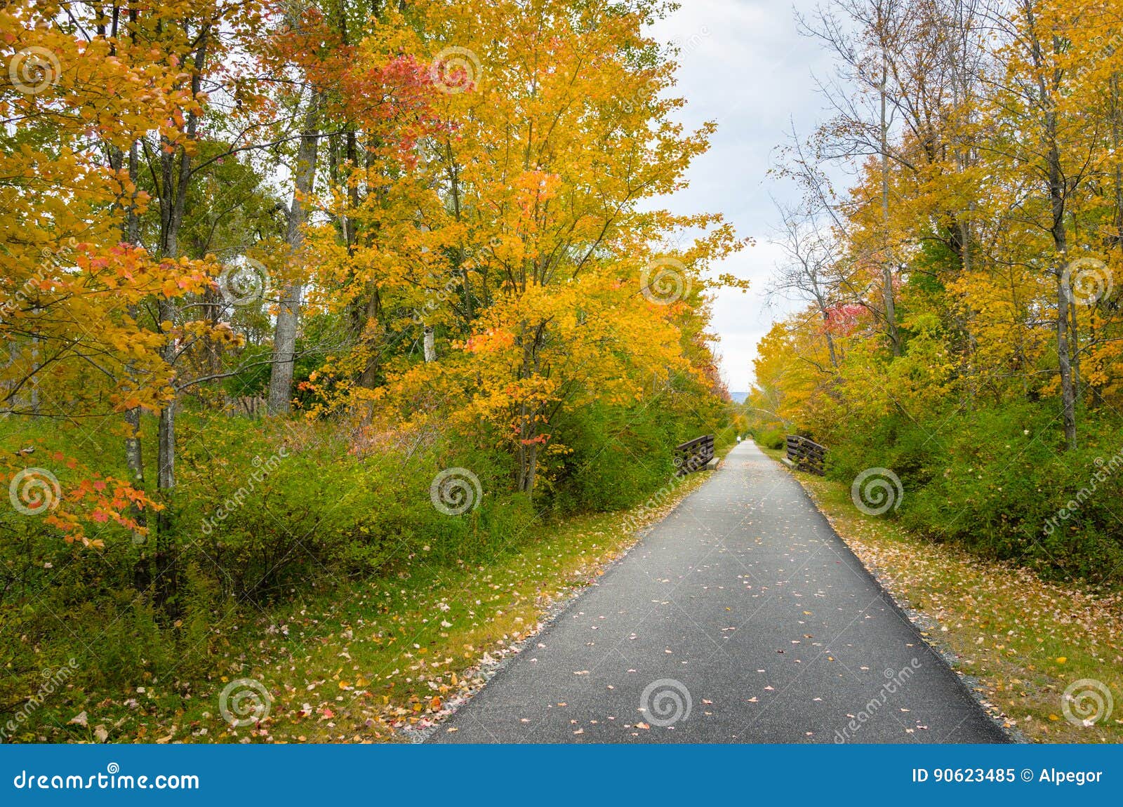 Path through the Woods in Autumn Stock Image - Image of foliage ...