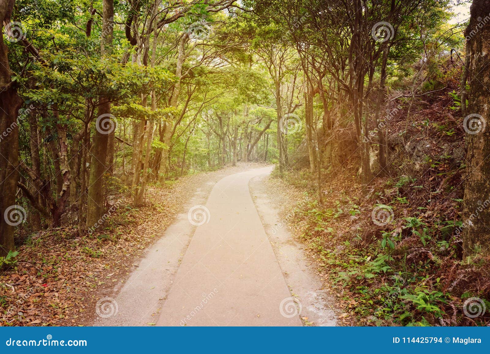 Path through the Summer Woods Stock Photo - Image of road, walking ...