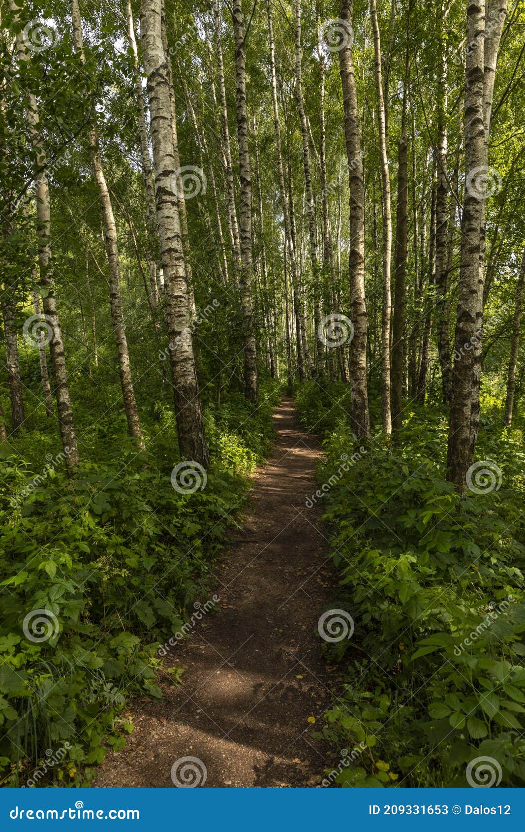 Path through Woods with Birch Trees. Stock Image - Image of leaves ...