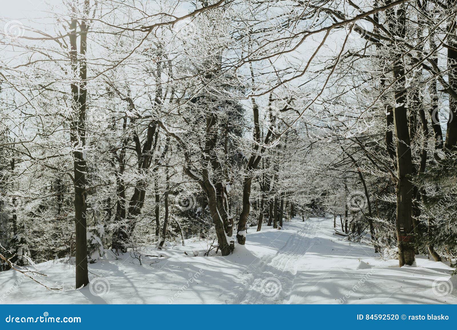 Path through the Woods for Cross-country Skiing Stock Photo - Image of ...