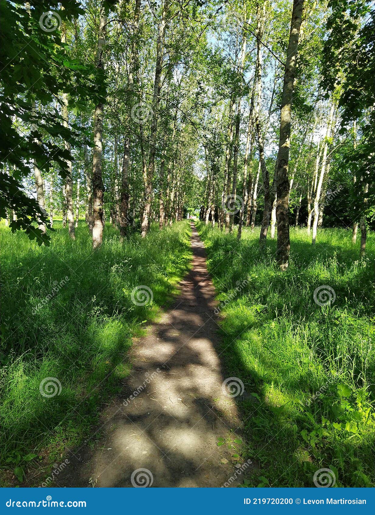 Path in the Woods during the Daytime in Summer. Stock Photo - Image of ...