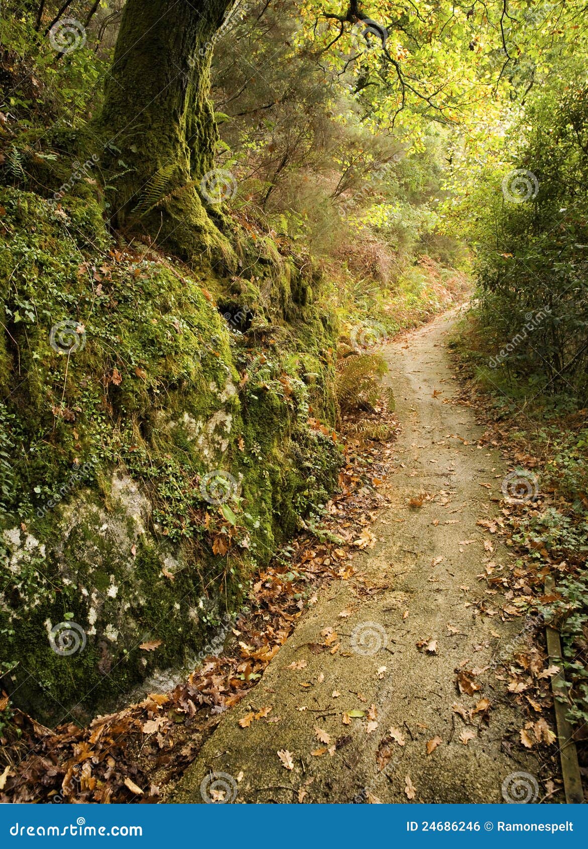Path in the Woods in Diagonal Composition Stock Photo - Image of trees ...