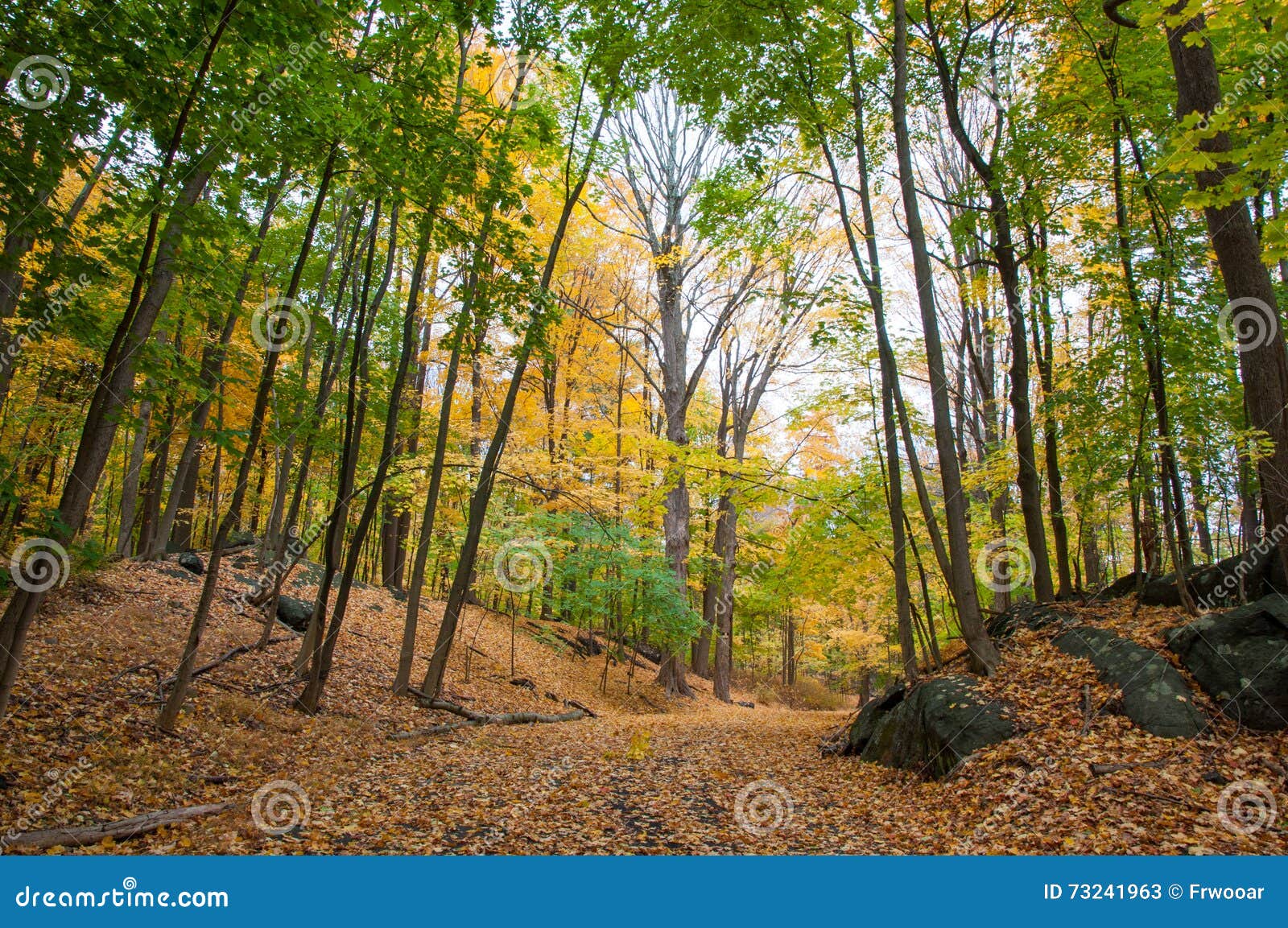 Path in the Woods with Fall Foliage Stock Image - Image of path, fall ...