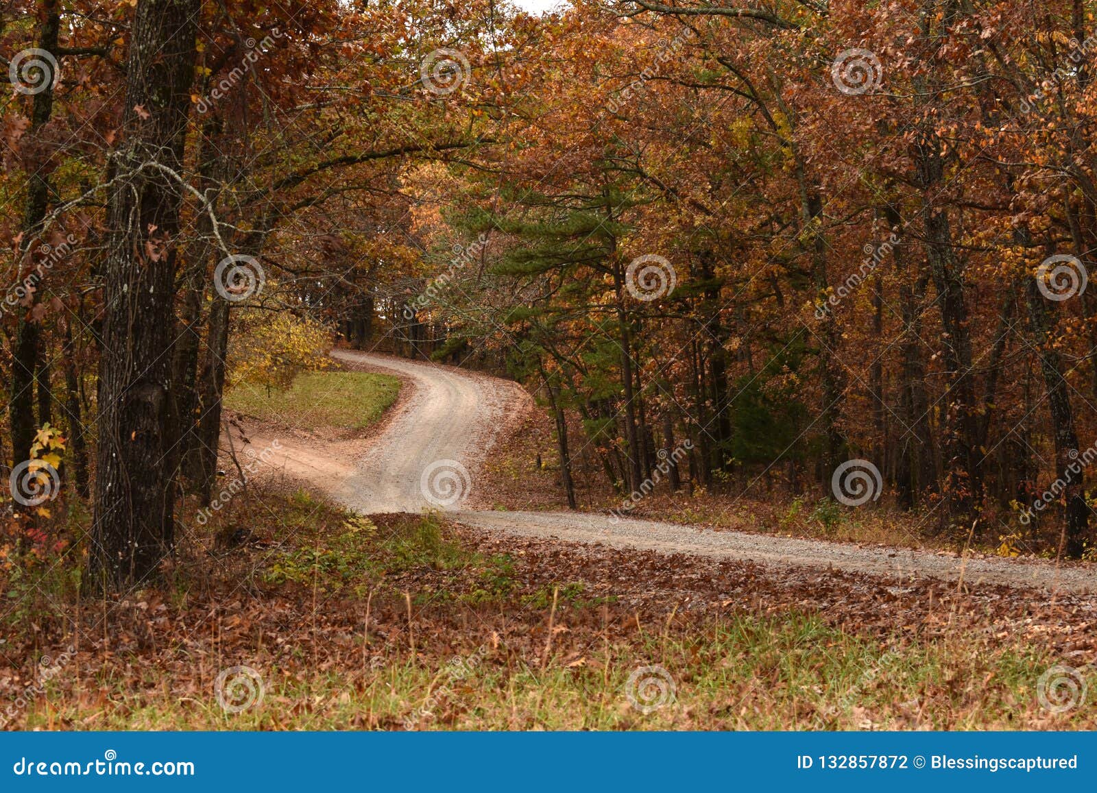 A Path through the Woods in Fall Stock Photo - Image of foliage, park ...