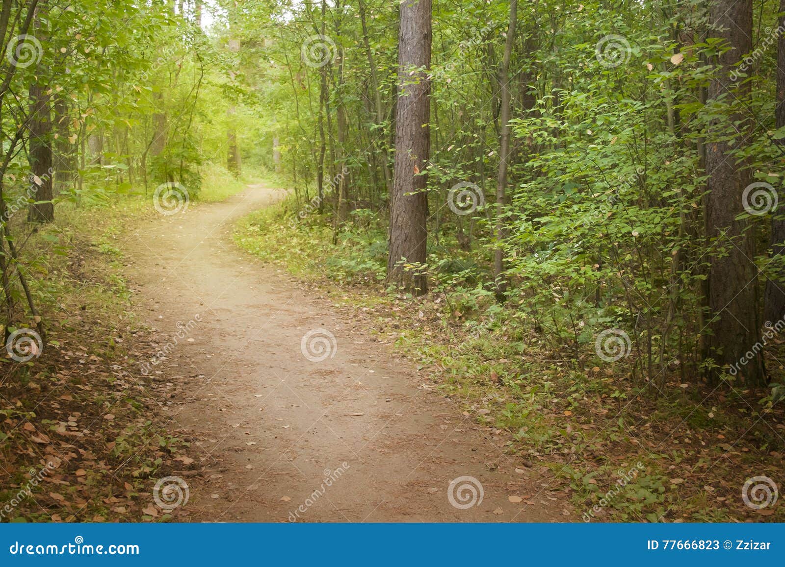 Path in the woods stock image. Image of landscape, woods - 77666823