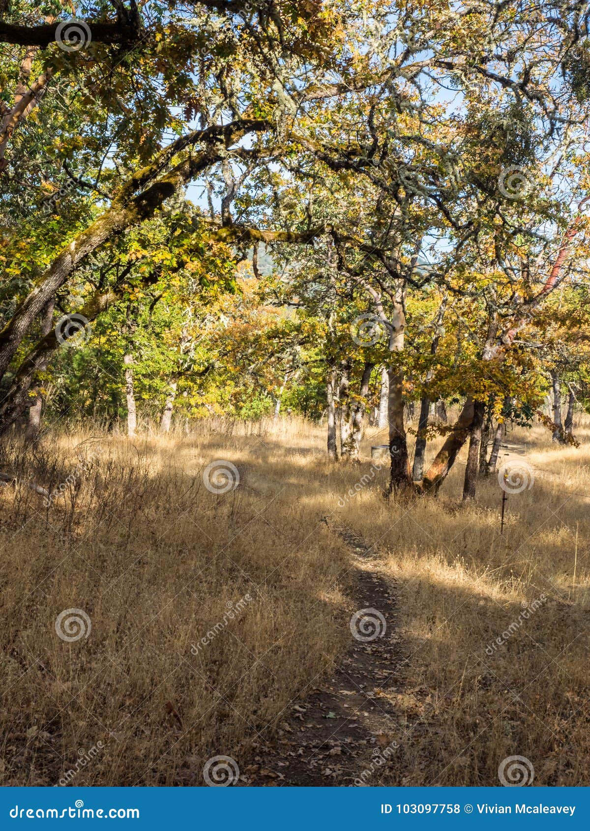 Path through woods stock photo. Image of leaves, hike - 103097758