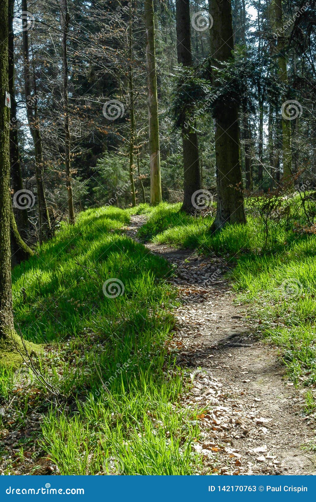 Path through the woods stock image. Image of foliage - 142170763