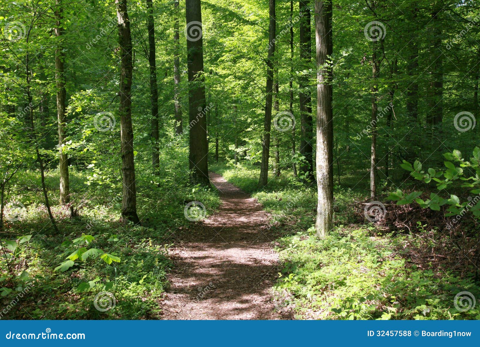 Path in the woods stock photo. Image of trees, green - 32457588