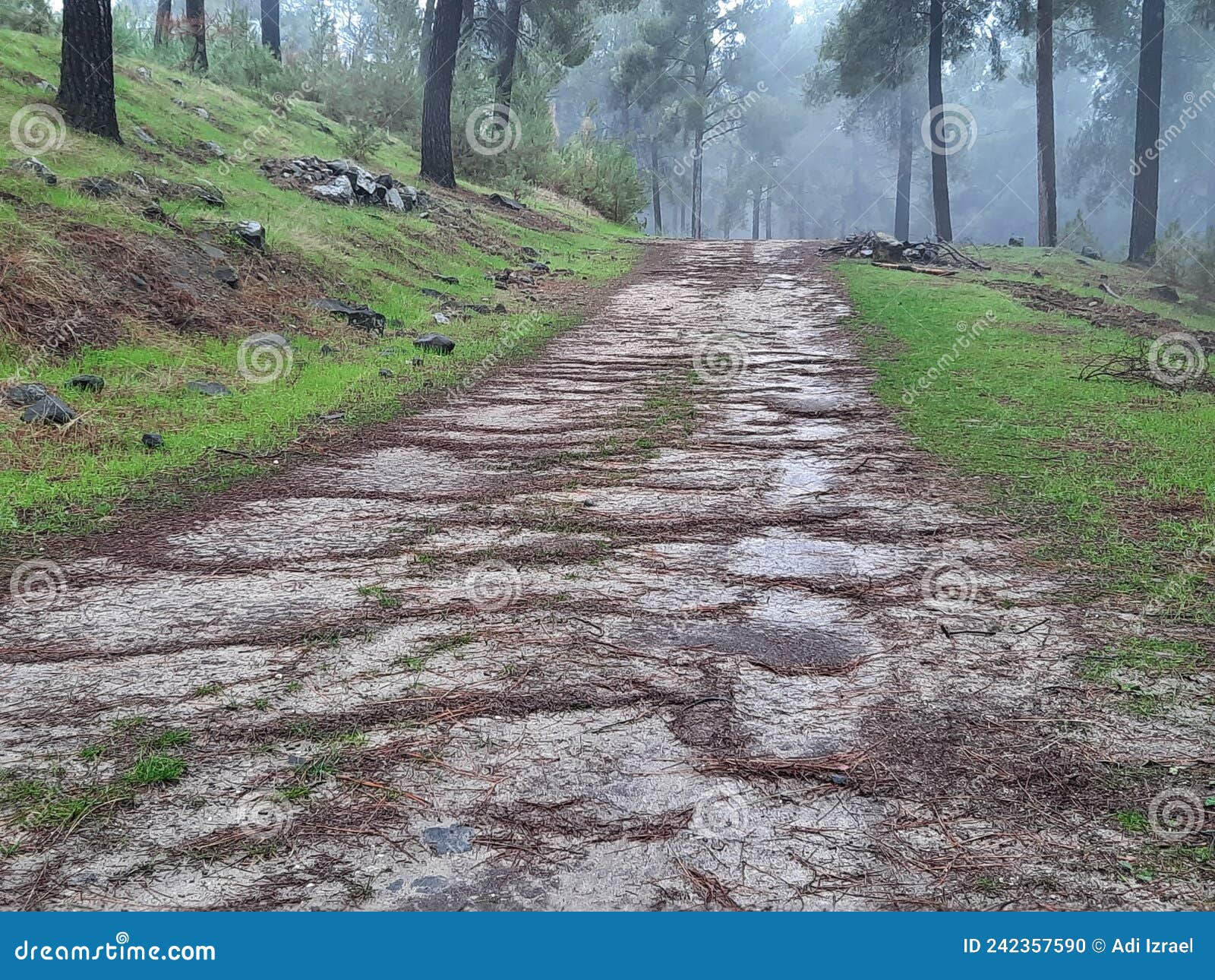 A Path in the Woods, Galilee, Israel Stock Photo - Image of walkway ...
