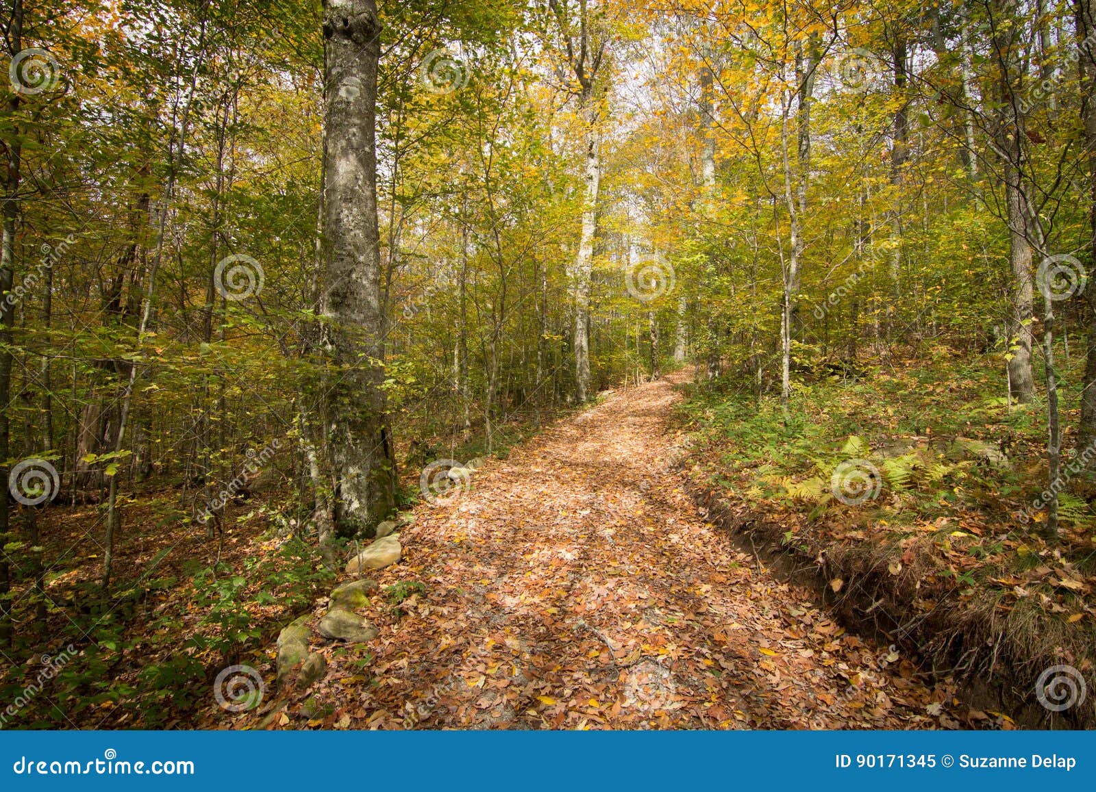 Path in Woods stock image. Image of path, wooded, area - 90171345