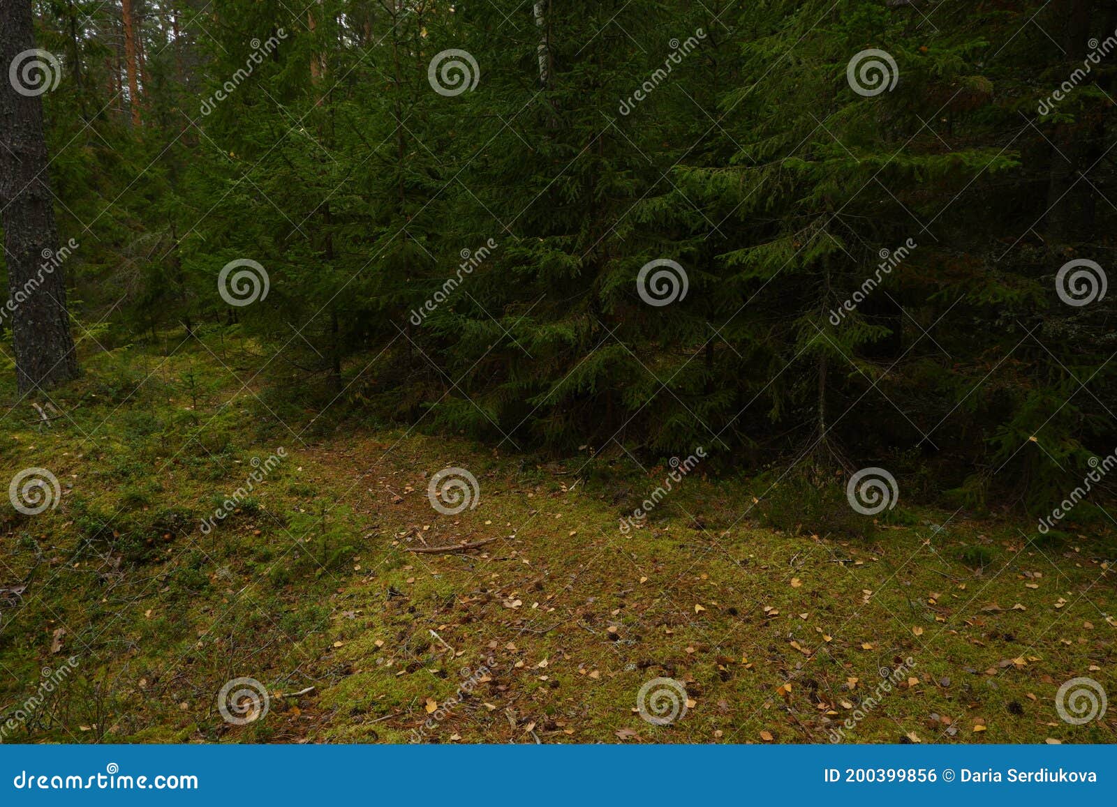 Path in the Woods with Leaves on the Ground Stock Photo - Image of ...