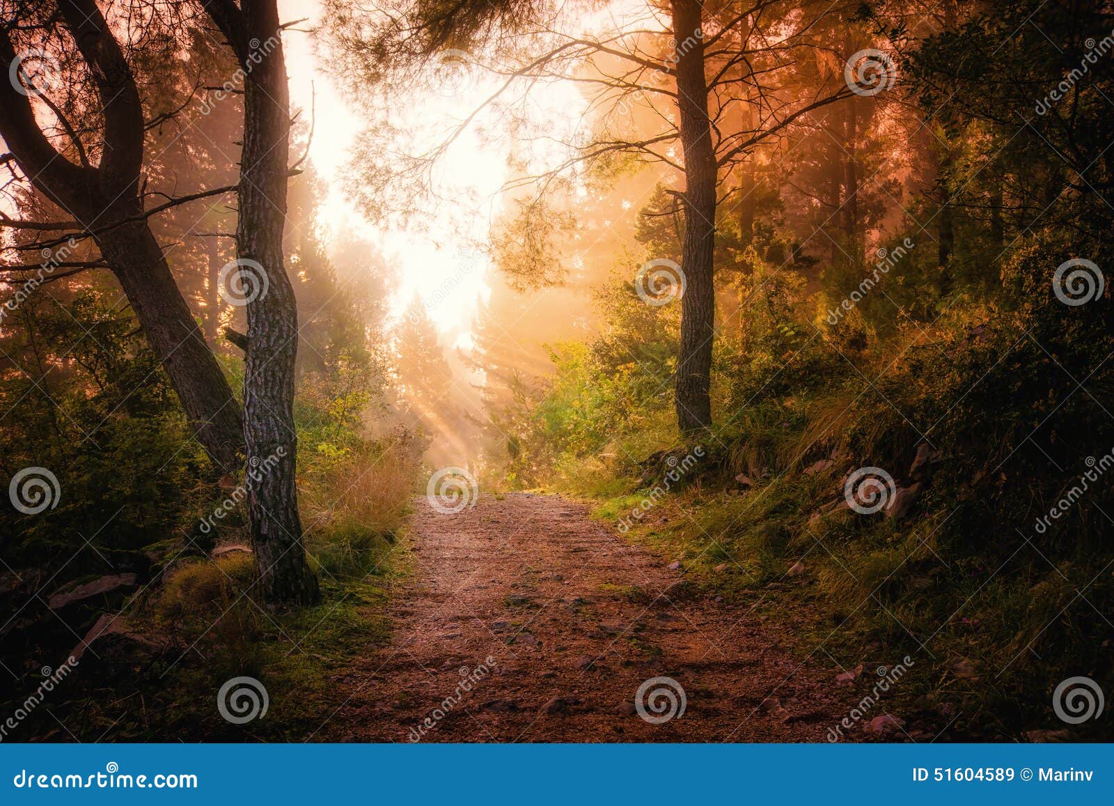 Path through the Woods and Light Rays As they Break through Fog Stock ...
