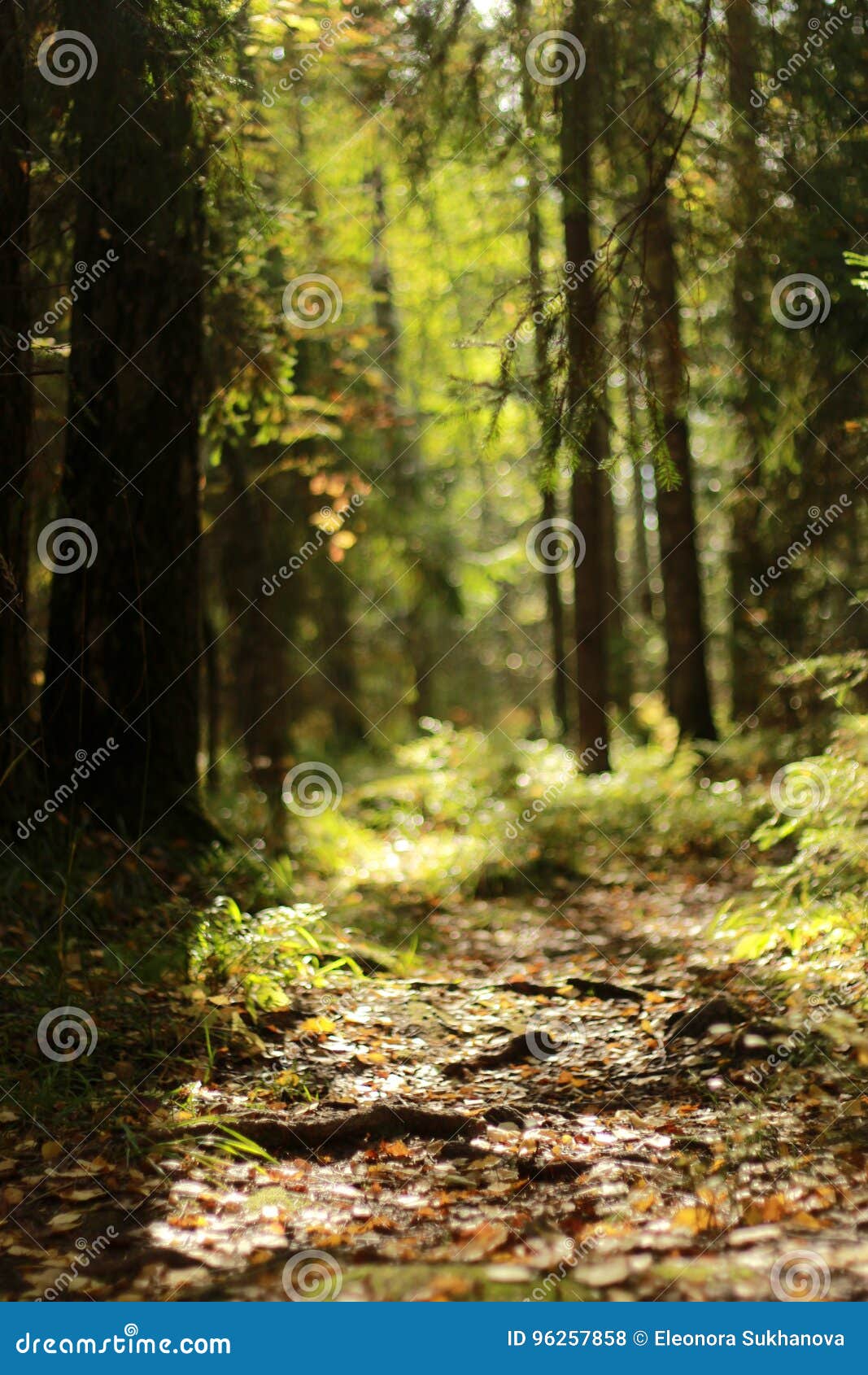 Path in the Woods Lit by Sunlight , Forest Stock Photo - Image of ...