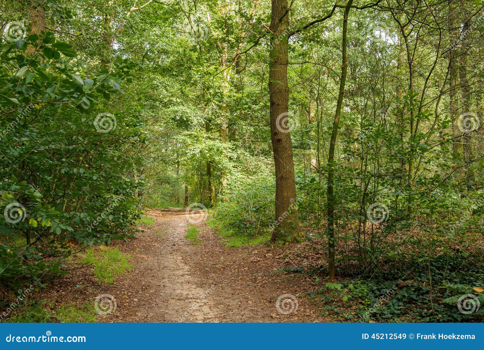 Path through woods stock image. Image of outdoors, trail - 45212549