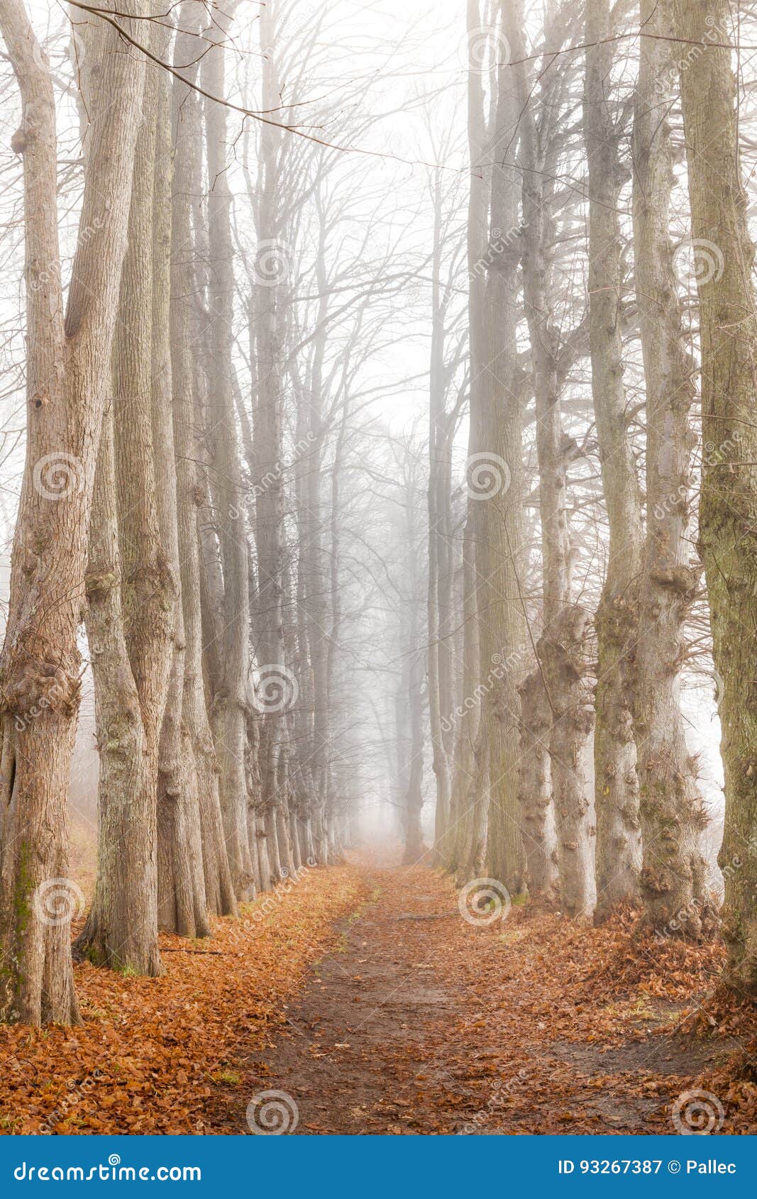 A Path in the Woods with Morning Mist Stock Image - Image of light ...