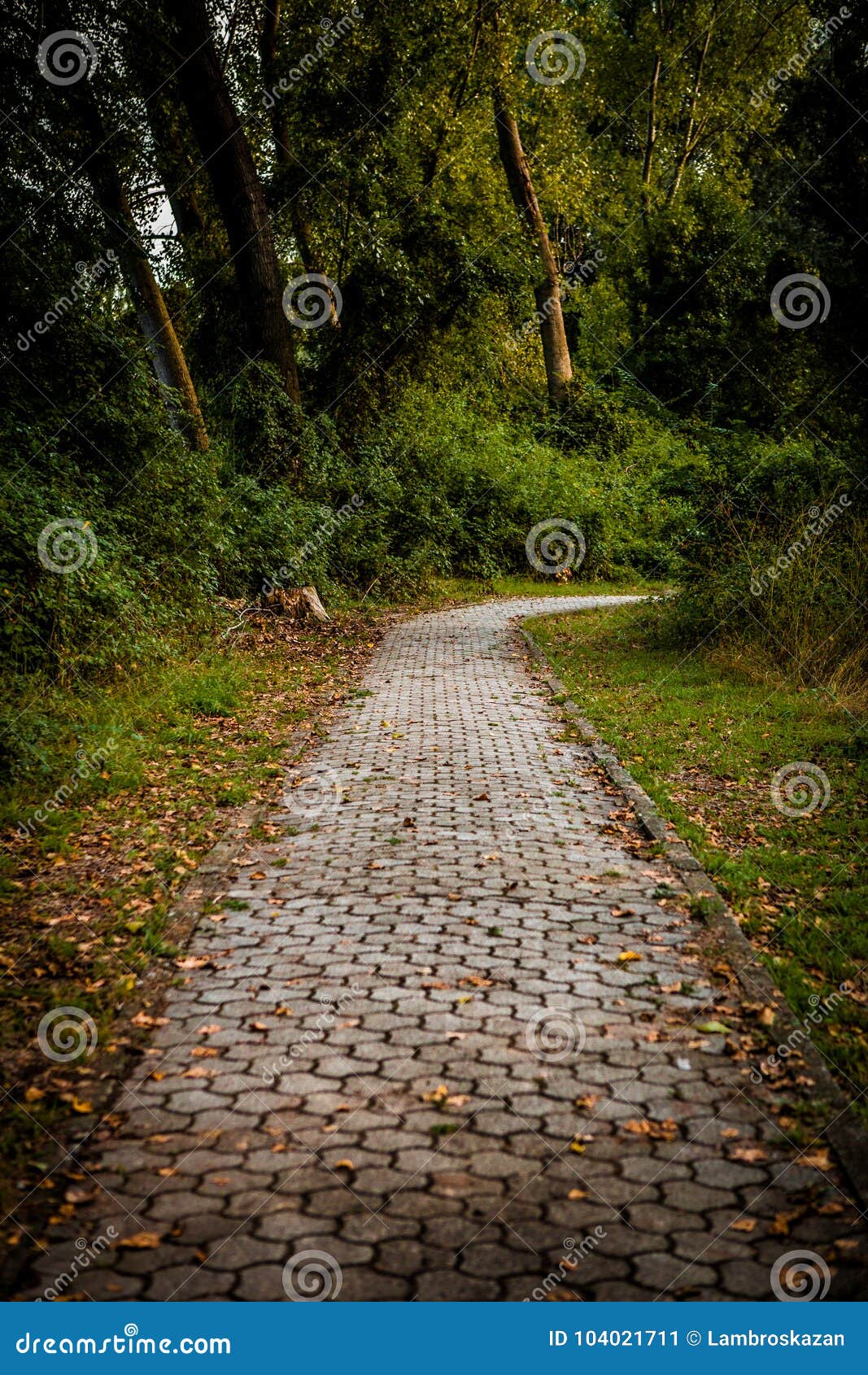 Path in the Woods, Nature Scene in the Forest Stock Image - Image of ...