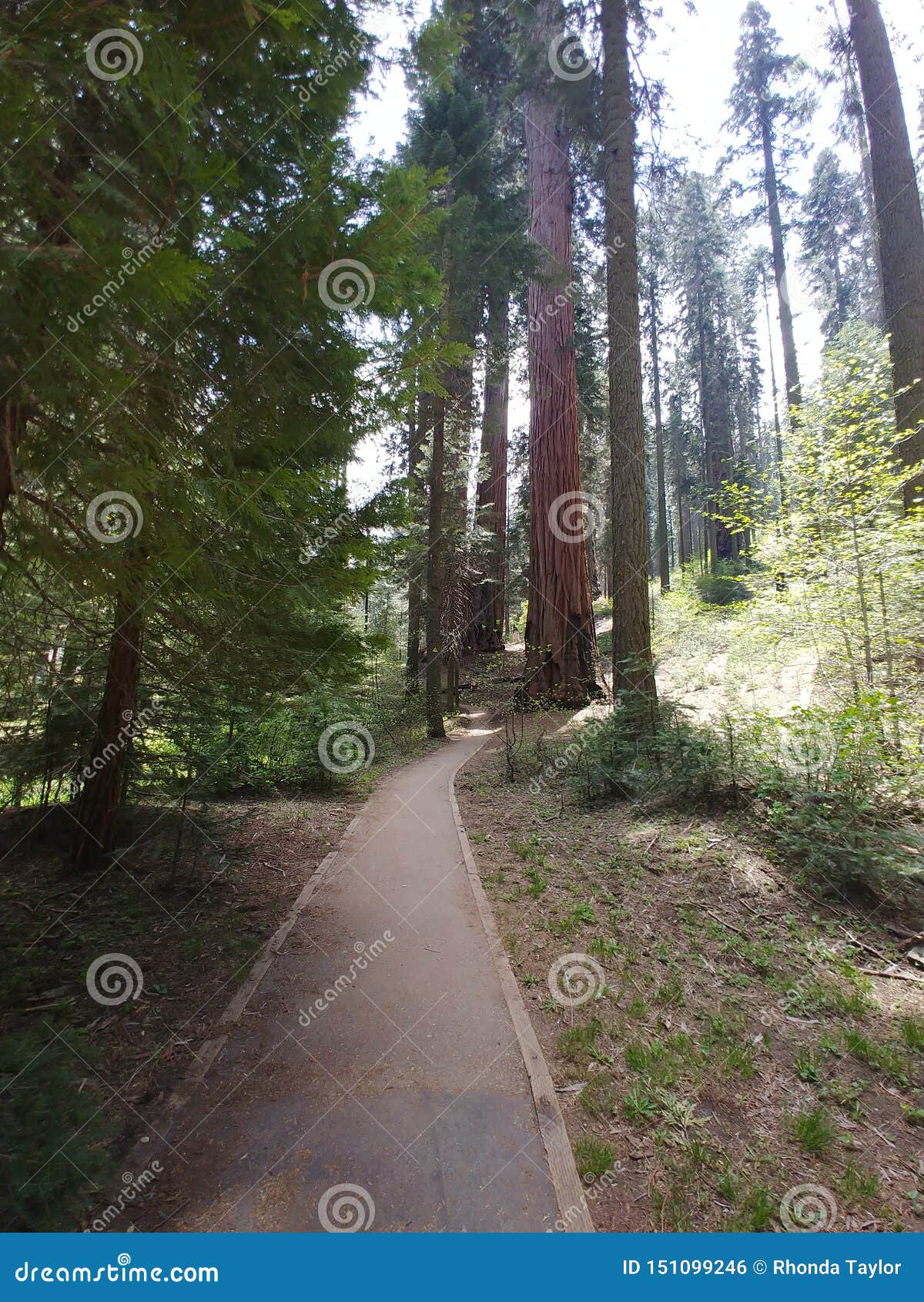 Path through the woods stock photo. Image of trees, california - 151099246