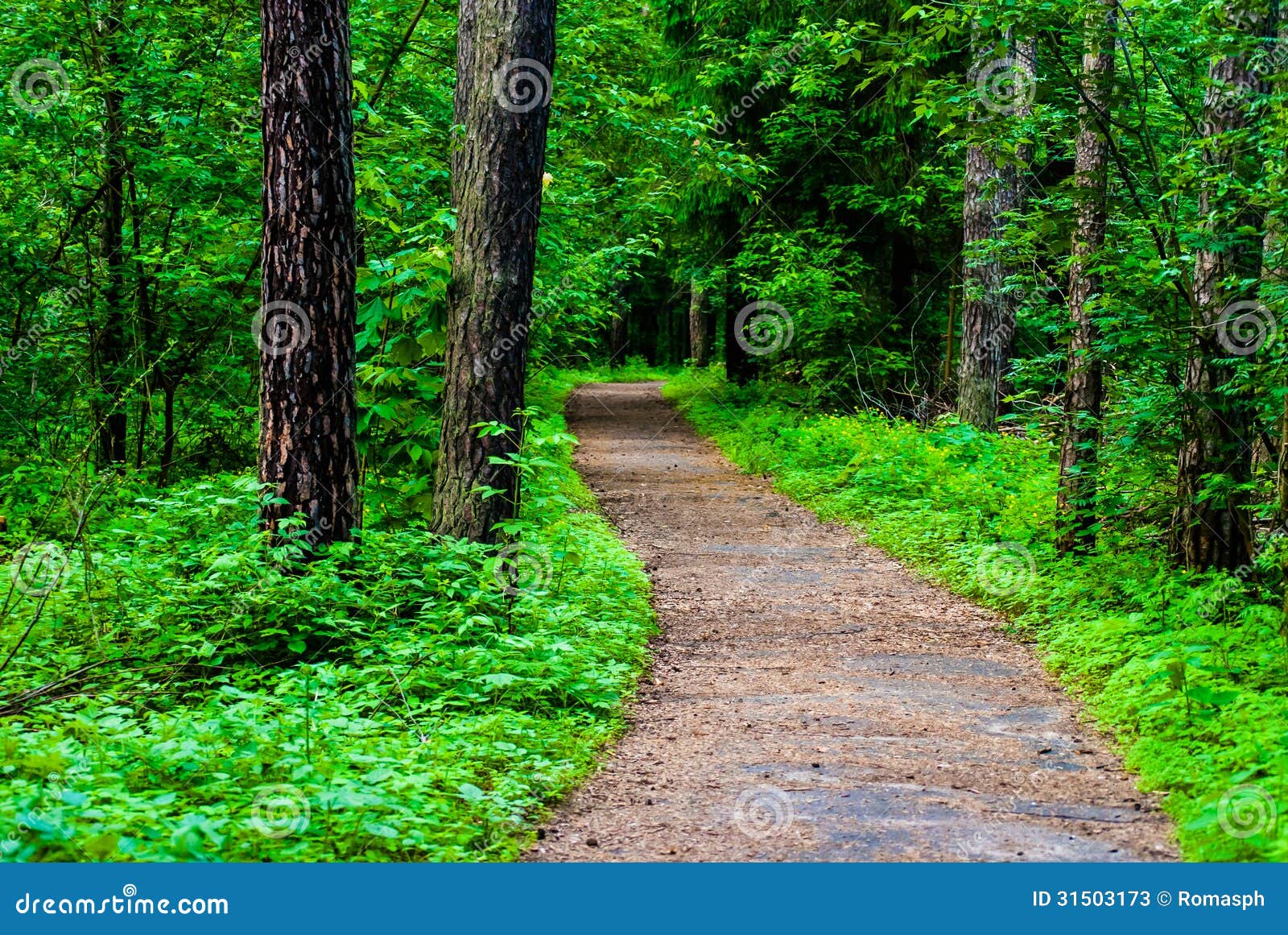 Path in woods stock image. Image of flora, deciduous - 31503173