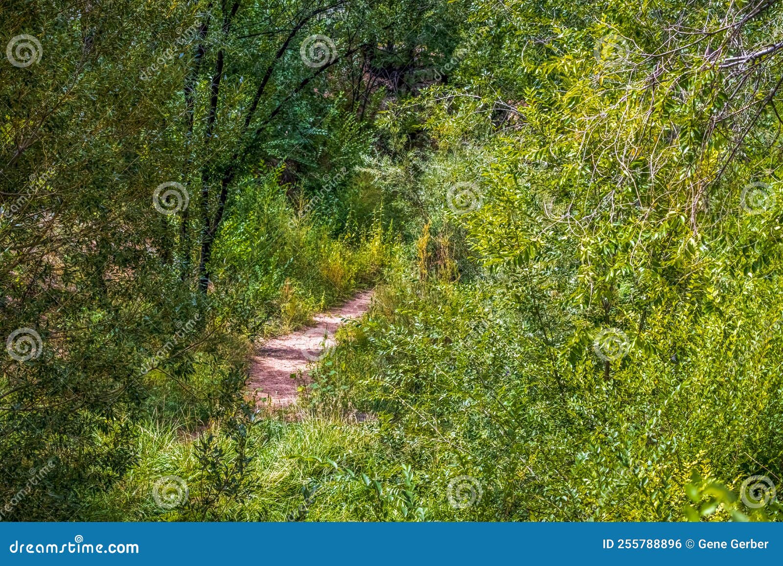 Path through Woods stock photo. Image of summer, brown - 255788896