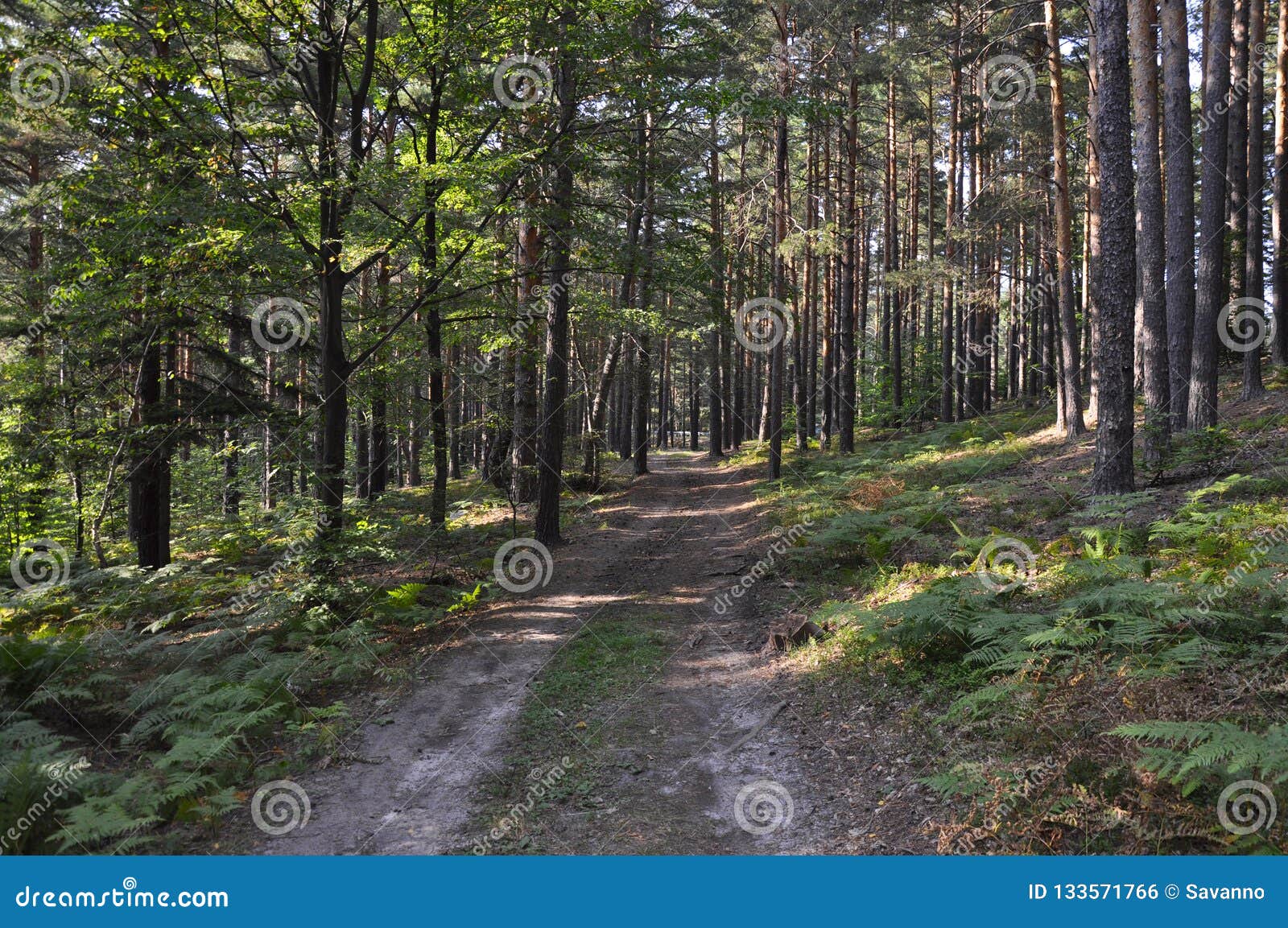 Path in the Woods between Pine Trees Stock Photo - Image of high ...