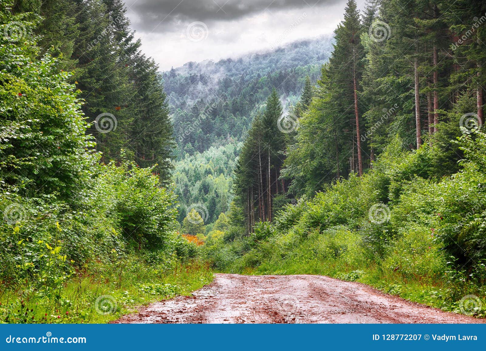 Path through the Woods at Rainy Day Stock Image - Image of beauty ...