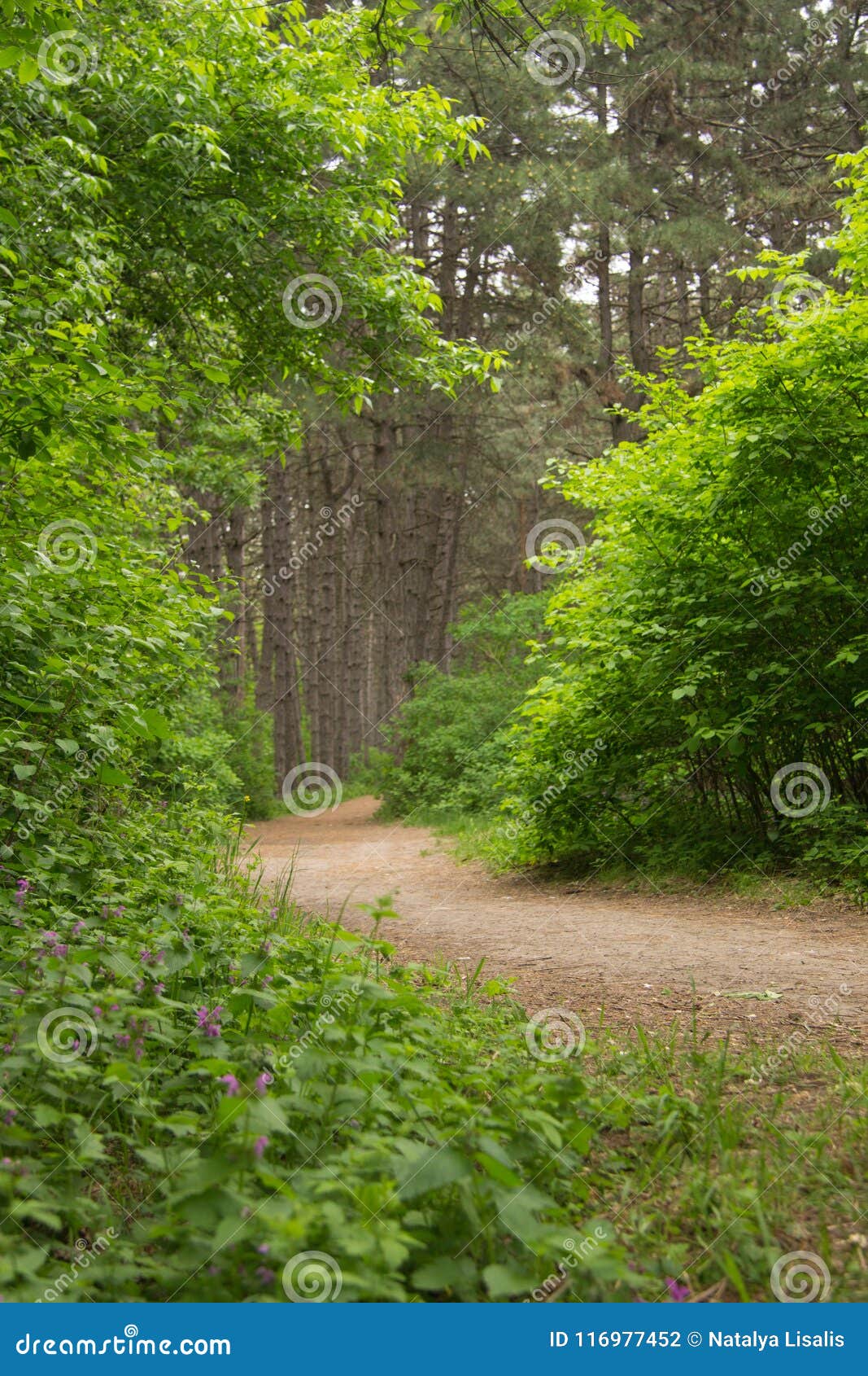 Path In The Woods Stock Photo | CartoonDealer.com #116977452