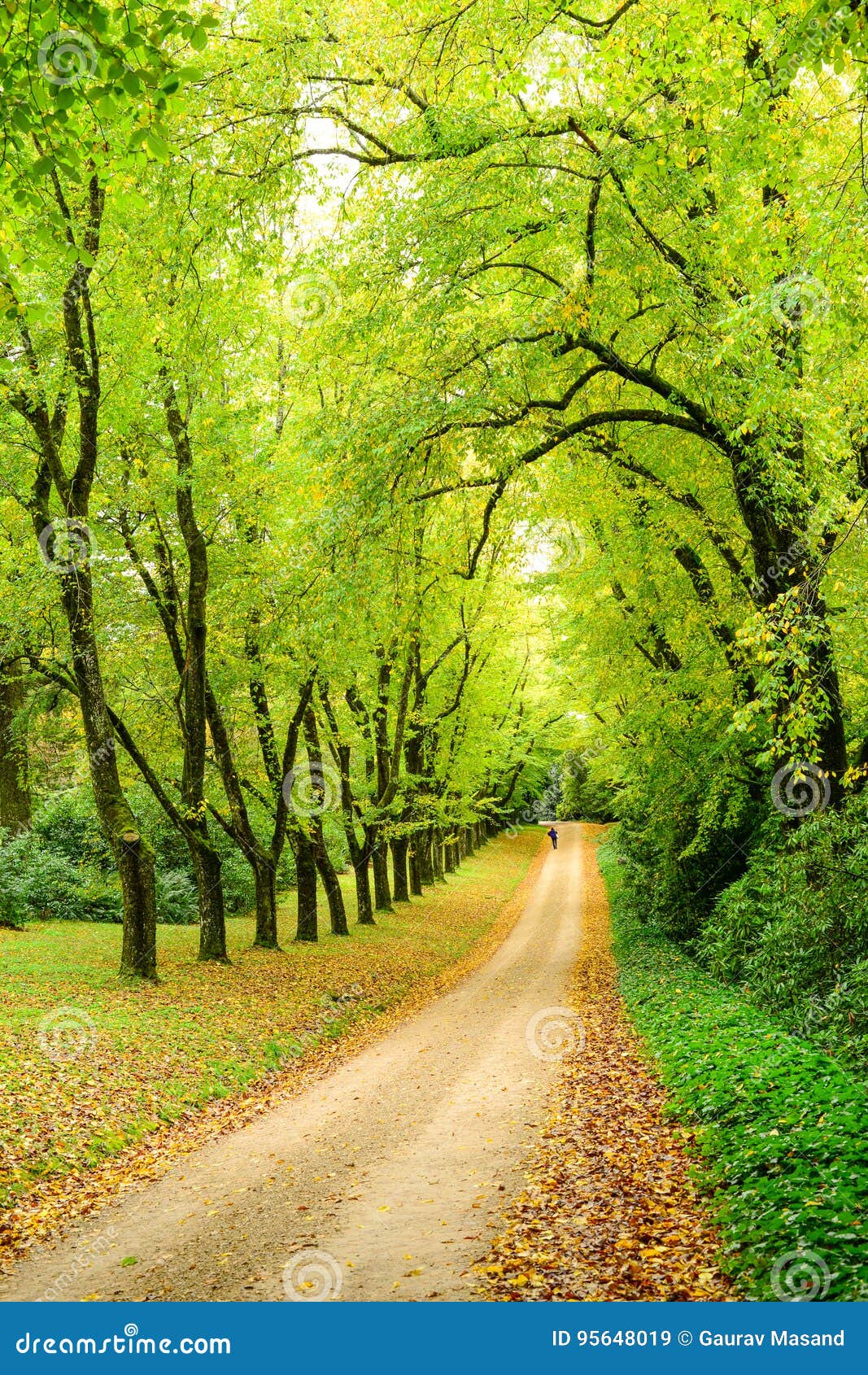 Path in the Woods in Spring Stock Image - Image of leaves, leaf: 95648019