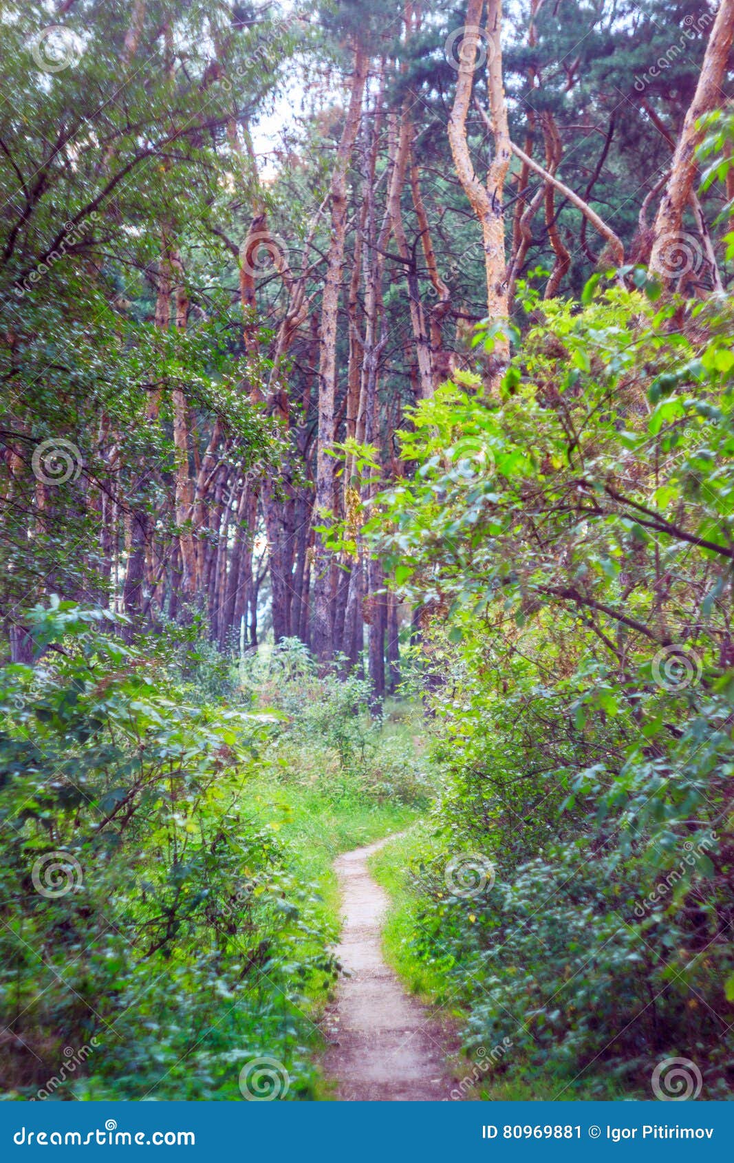 Path in the woods stock image. Image of landscape, detail - 80969881