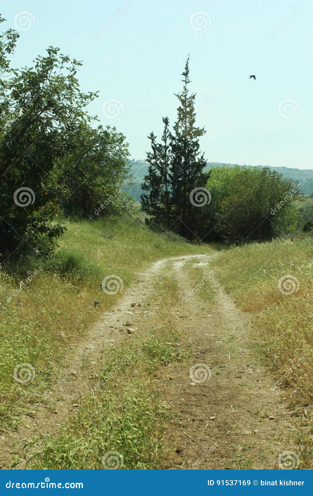 Path in the Woods on a Sunny Day in Israel Stock Image - Image of ...