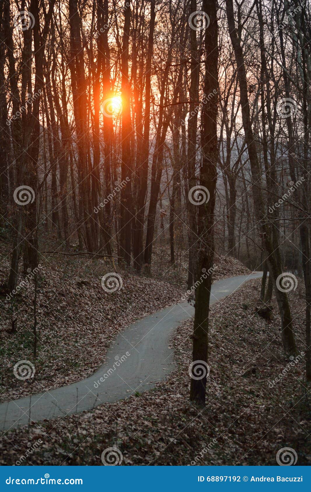 Path in the Woods at Sunset Stock Photo - Image of landscape, spring ...