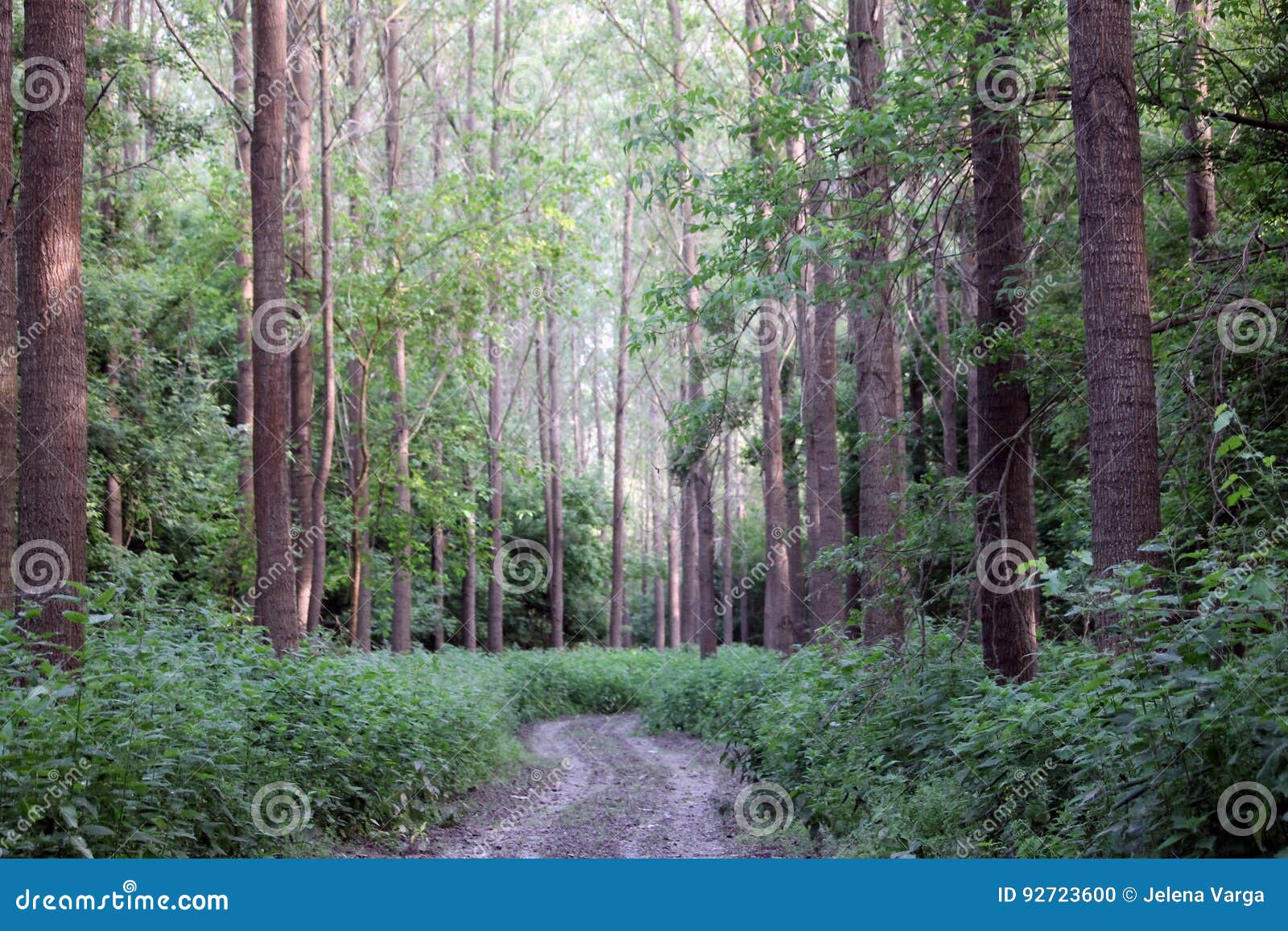 Path through the woods stock photo. Image of bright, peace - 92723600